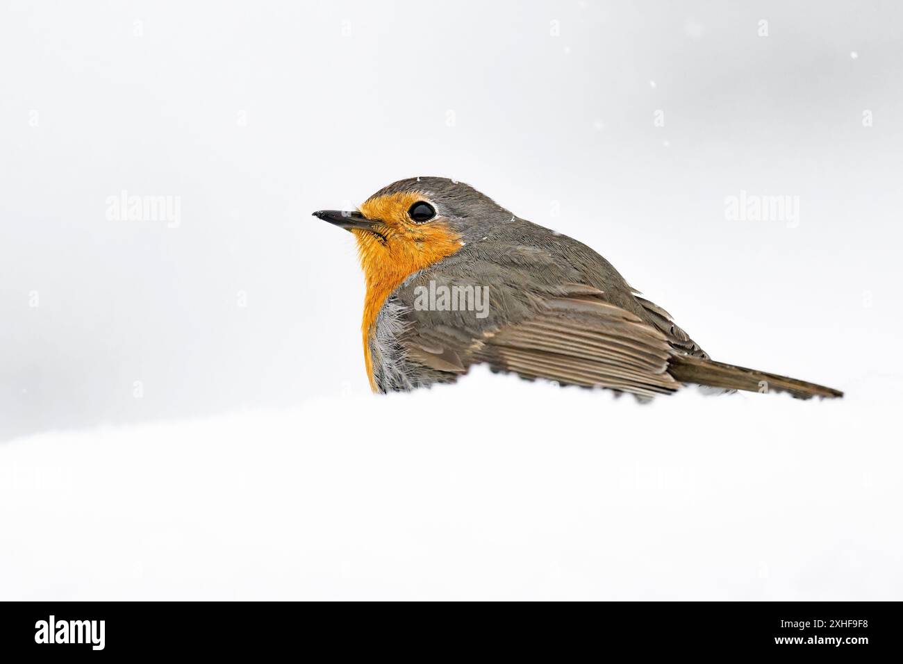 Robin returned from migration for summer but winter was still waiting ...