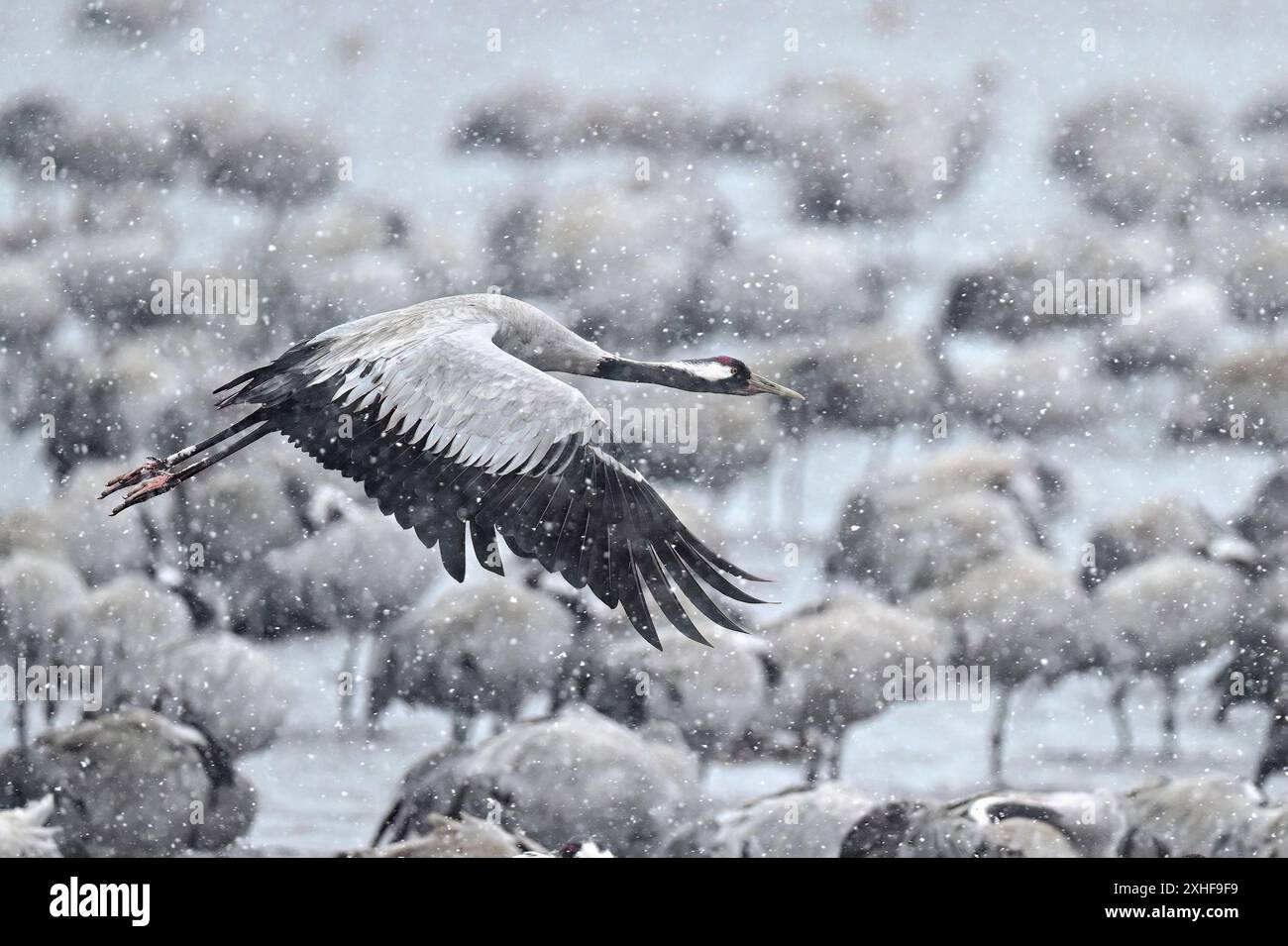 Crane in snow hi-res stock photography and images - Alamy