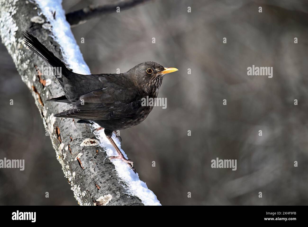 Cold habitat bird hi-res stock photography and images - Alamy
