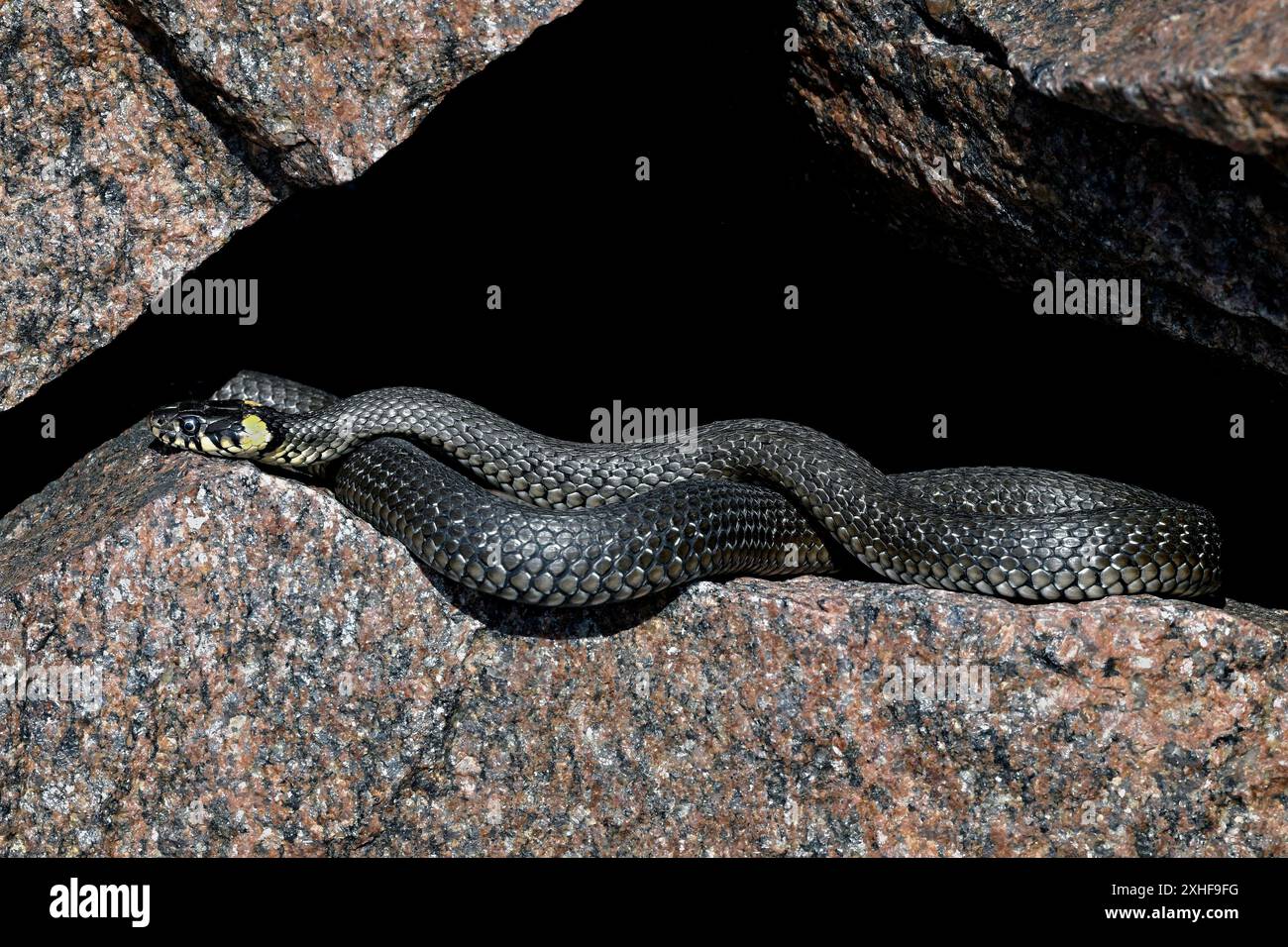 Grass snake basking in the rock crevise Stock Photo - Alamy