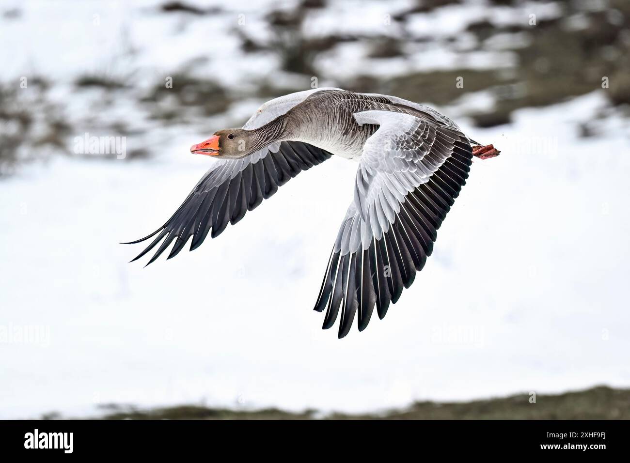 Greylag goose in spring hi-res stock photography and images - Alamy