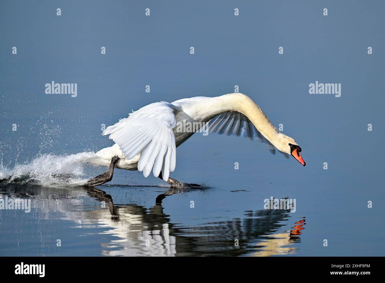 Angry Mute swan approaching with power Stock Photo - Alamy