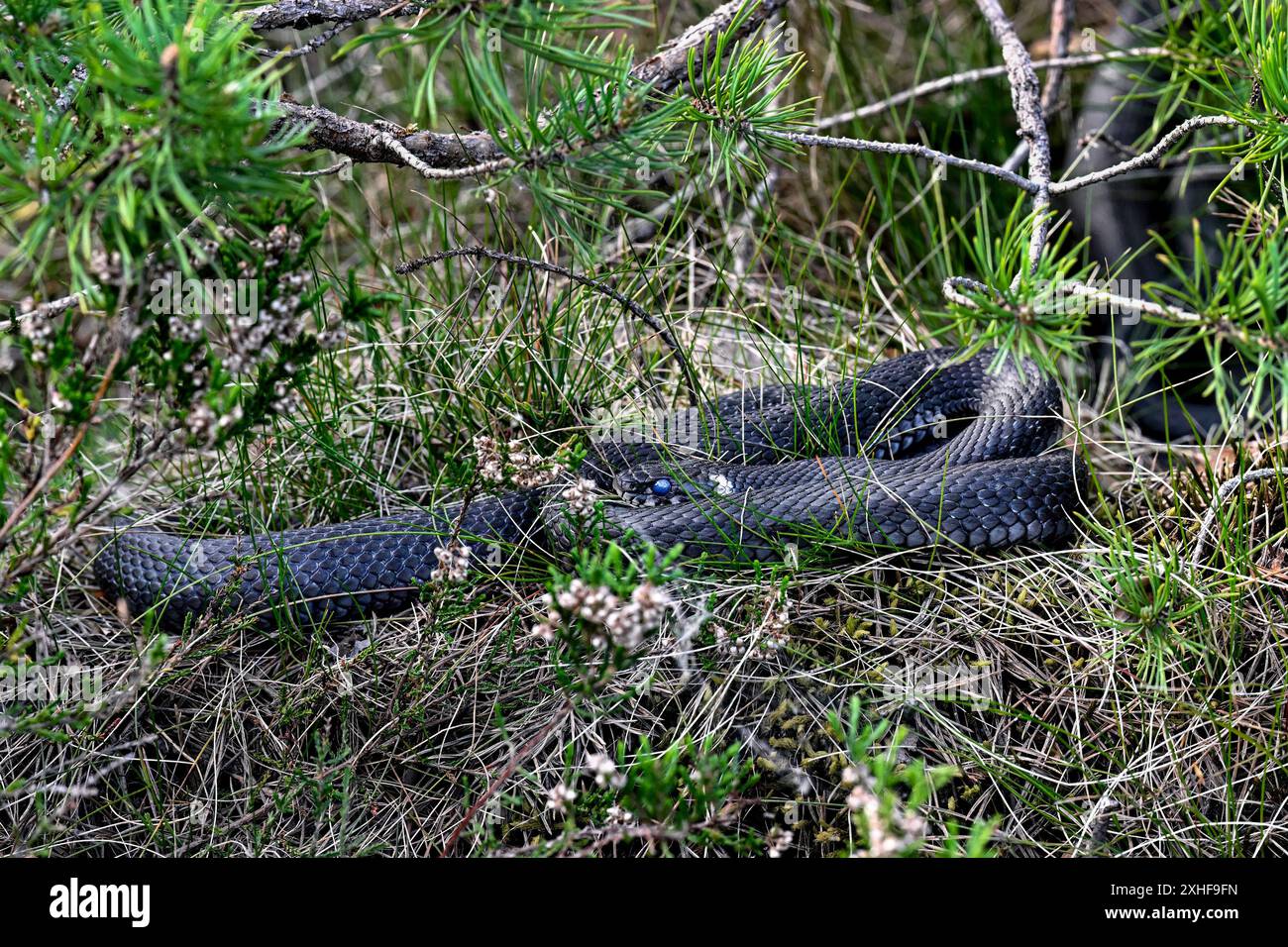Grass snake basking in bush and is ready to shed the old skin Stock ...