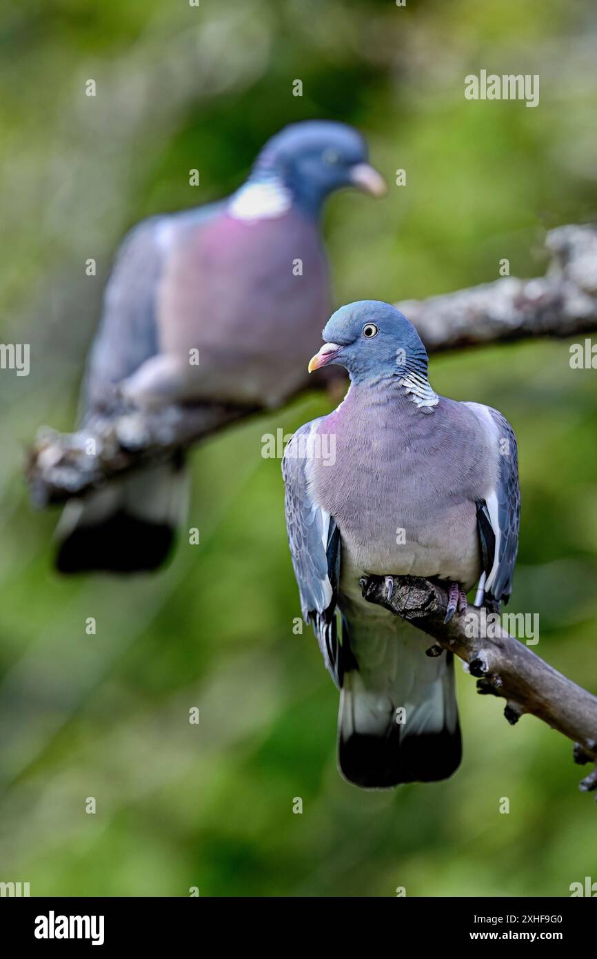 Wood pigeon couple Stock Photo - Alamy