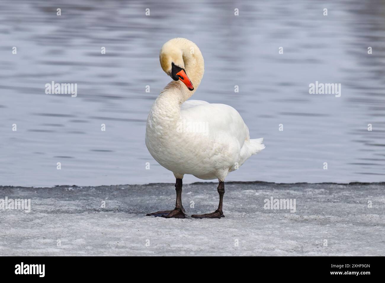 Flexing its bill hi-res stock photography and images - Alamy