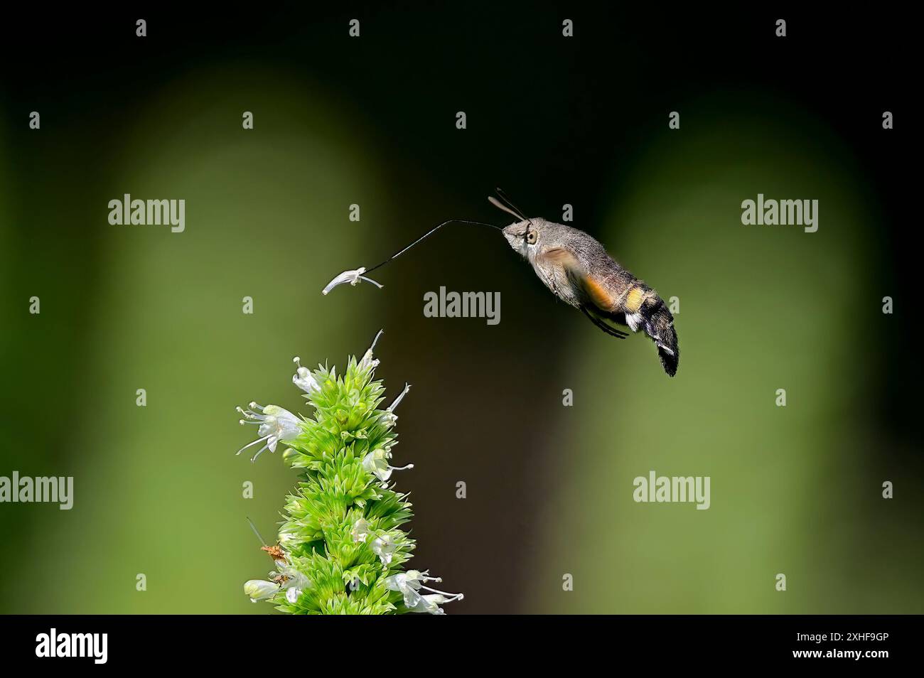 Hummingbird hawk-moth has food stuck in its snout Stock Photo - Alamy