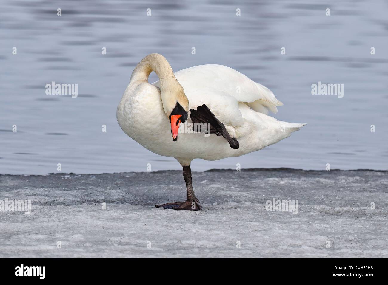 Mute swan ice hi-res stock photography and images - Alamy
