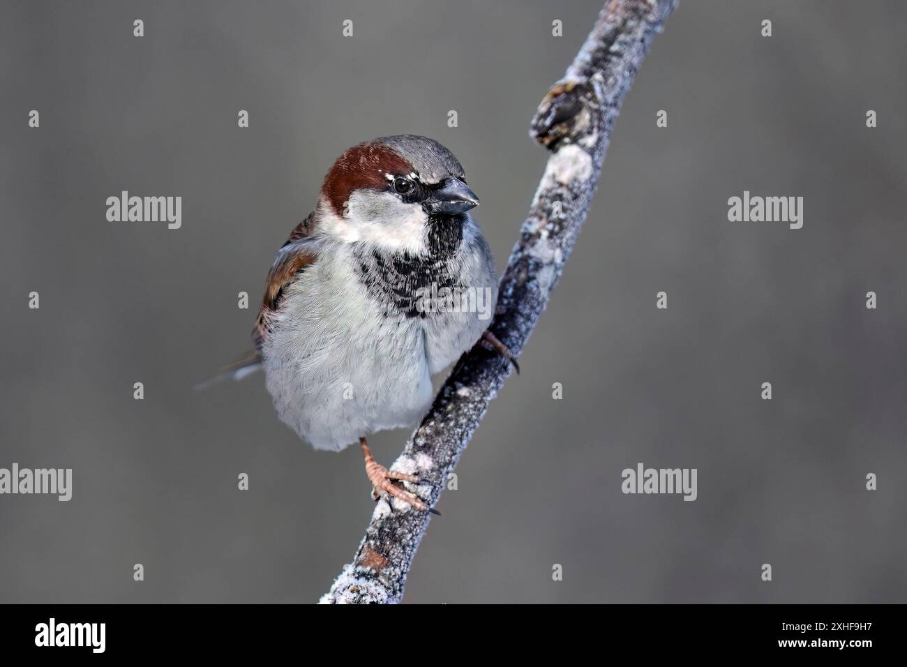 Eurasian tree sparrow Stock Photo - Alamy
