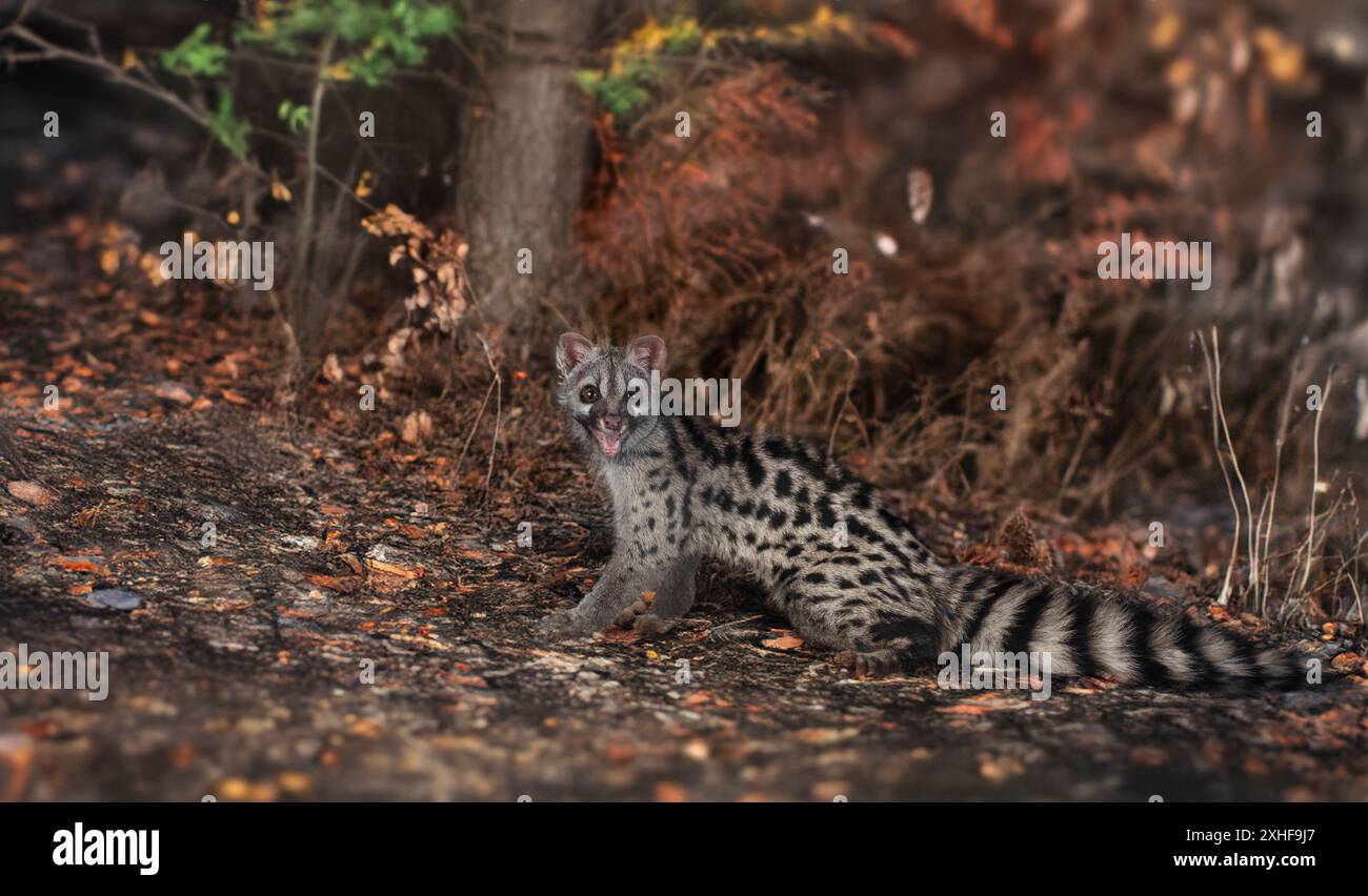 Common genet in front of white background Stock Photo - Alamy
