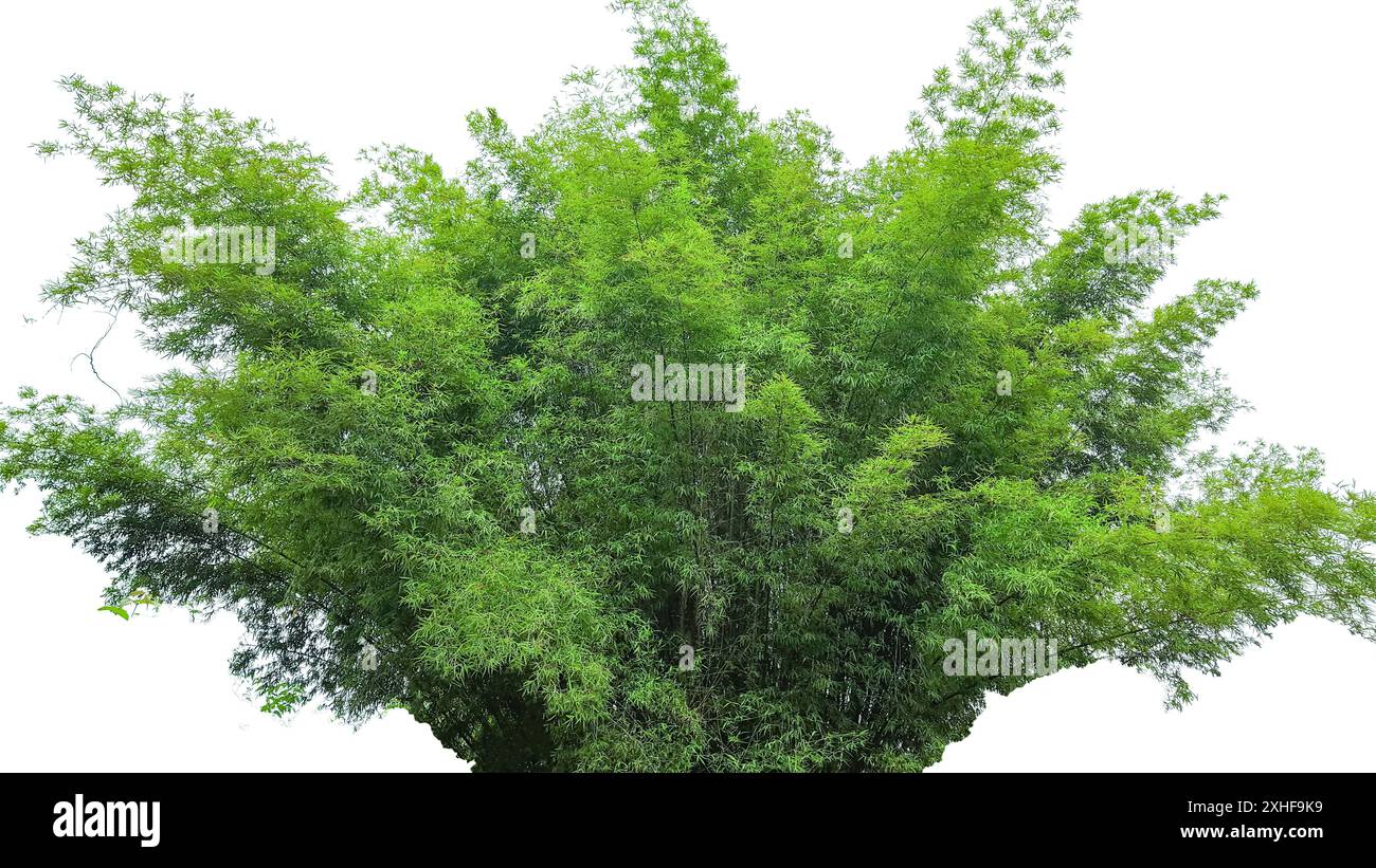 A cut-out groove of bamboo on a white background with clipping paths ...