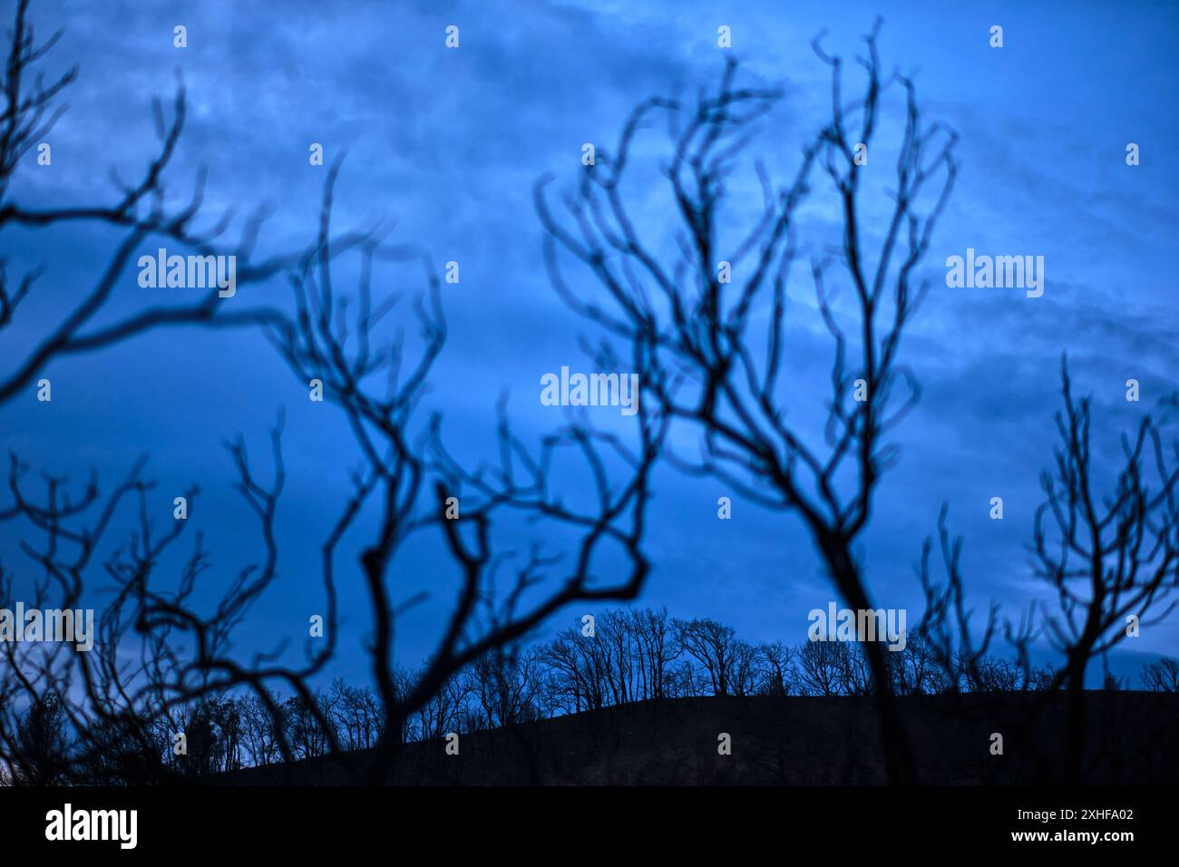 Blue Twilight and Burnt Trees Stock Photo - Alamy