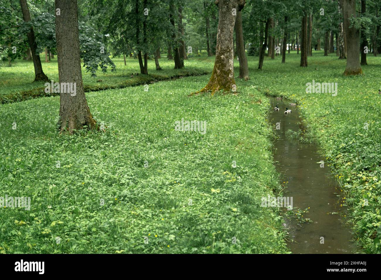 drainage channels in the park, which flows through the grass Stock ...