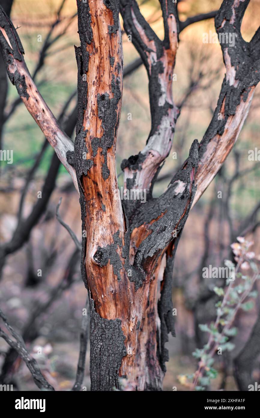 A close-up of burnt tree bark in Legarda, Navarra, Spain illustrating ...