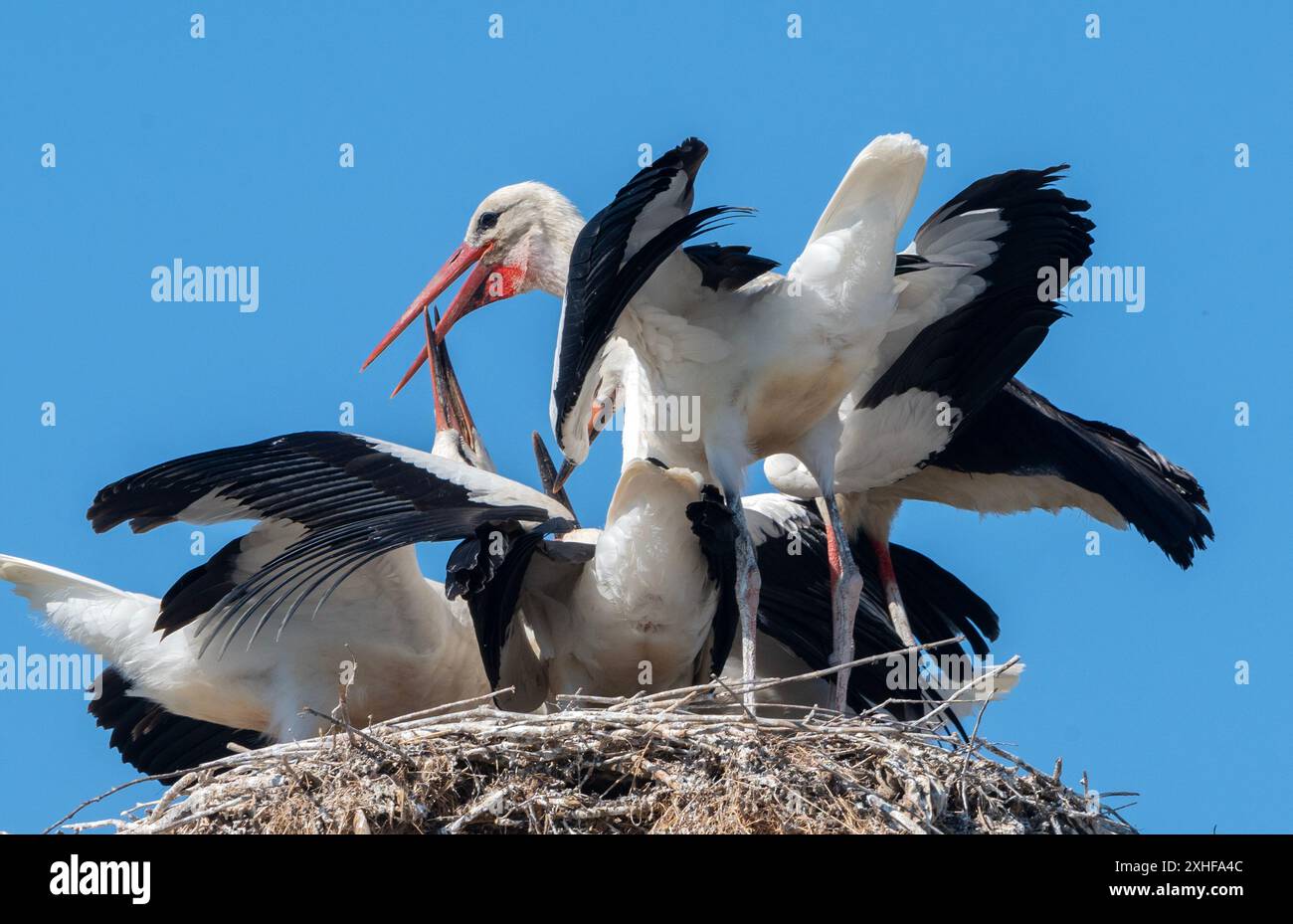Malomirovo Bulgaria 14th July 2024: Mother feeds her young White Stork ...