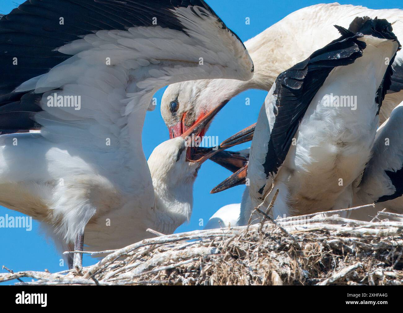 Malomirovo Bulgaria 14th July 2024: Mother feeds her young White Stork ...