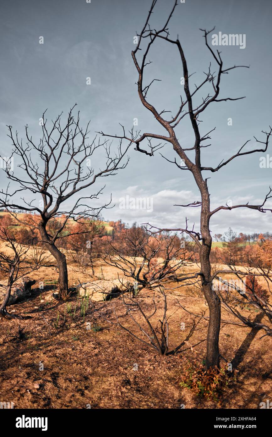 Scorched trees hi-res stock photography and images - Alamy