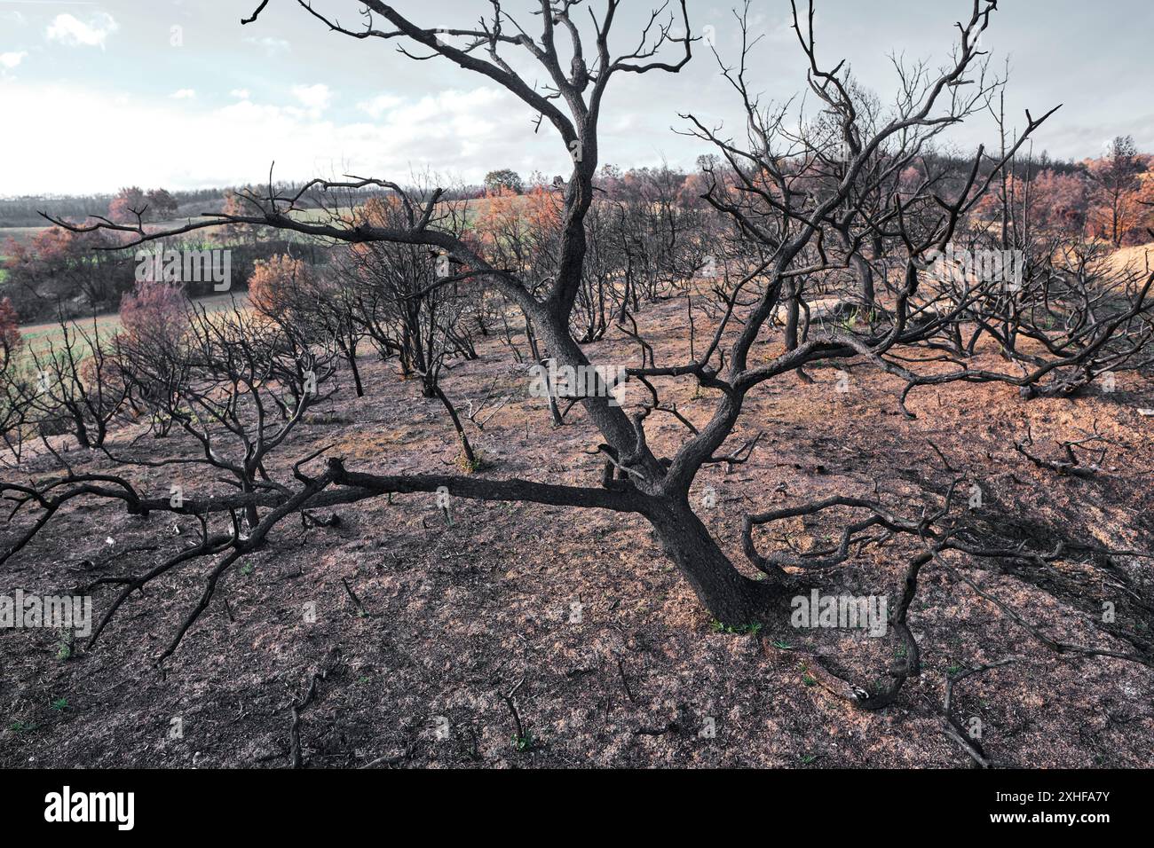 Charred Landscape After Wildfire Stock Photo - Alamy