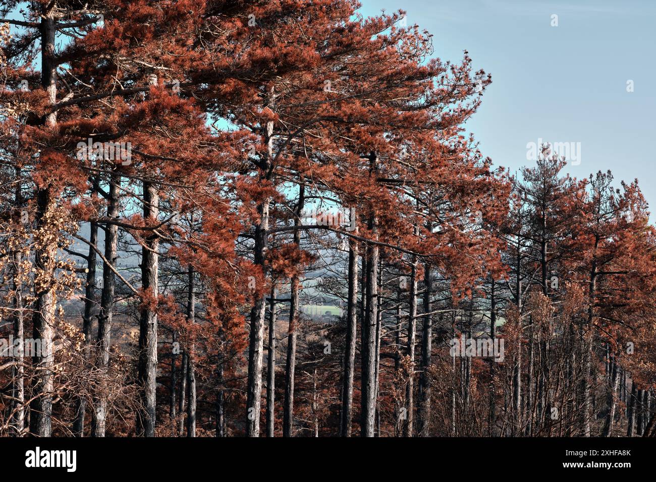 Sad aftermath forest fire hi-res stock photography and images - Alamy