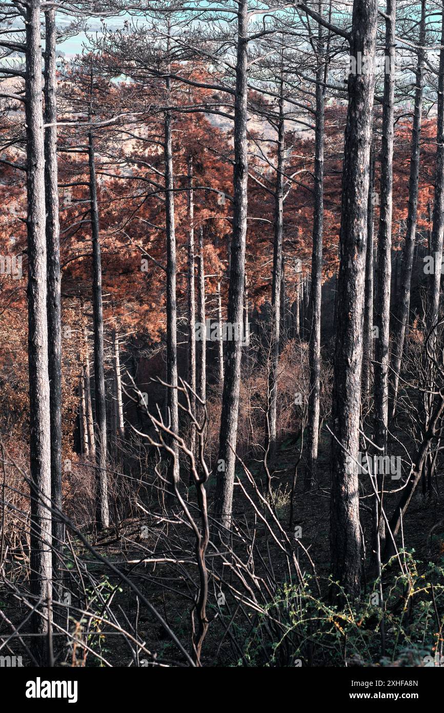 Forest Recovery After Wildfire in Legarda Stock Photo - Alamy