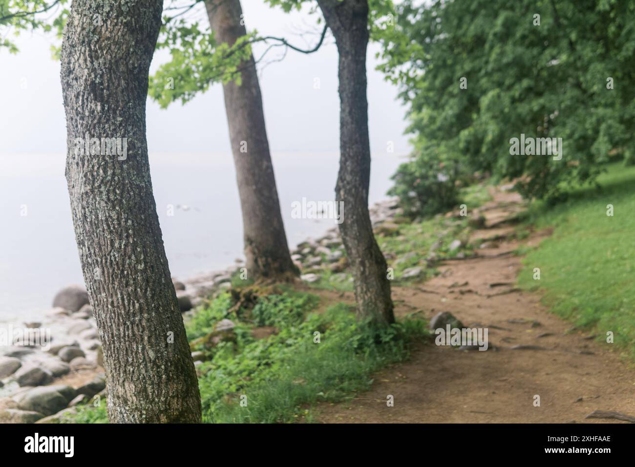 blurred path on a wooded sea coast in cloudy weather Stock Photo - Alamy