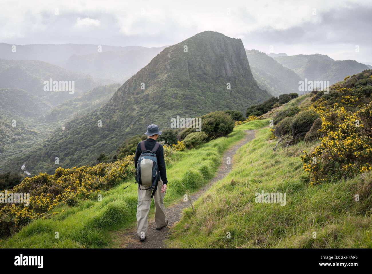 Hiking Omanawanui track. Waitakere Ranges. Auckland Stock Photo - Alamy