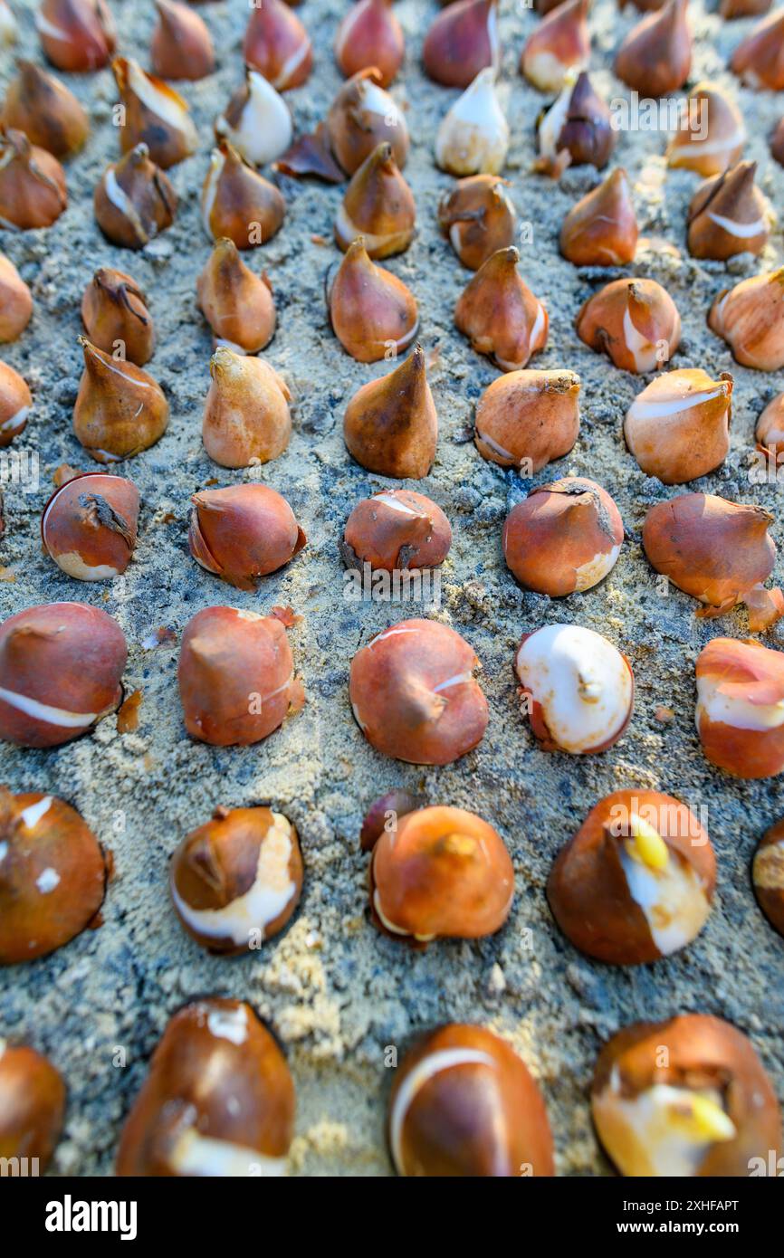 Plant in well draining soil hi-res stock photography and images - Alamy