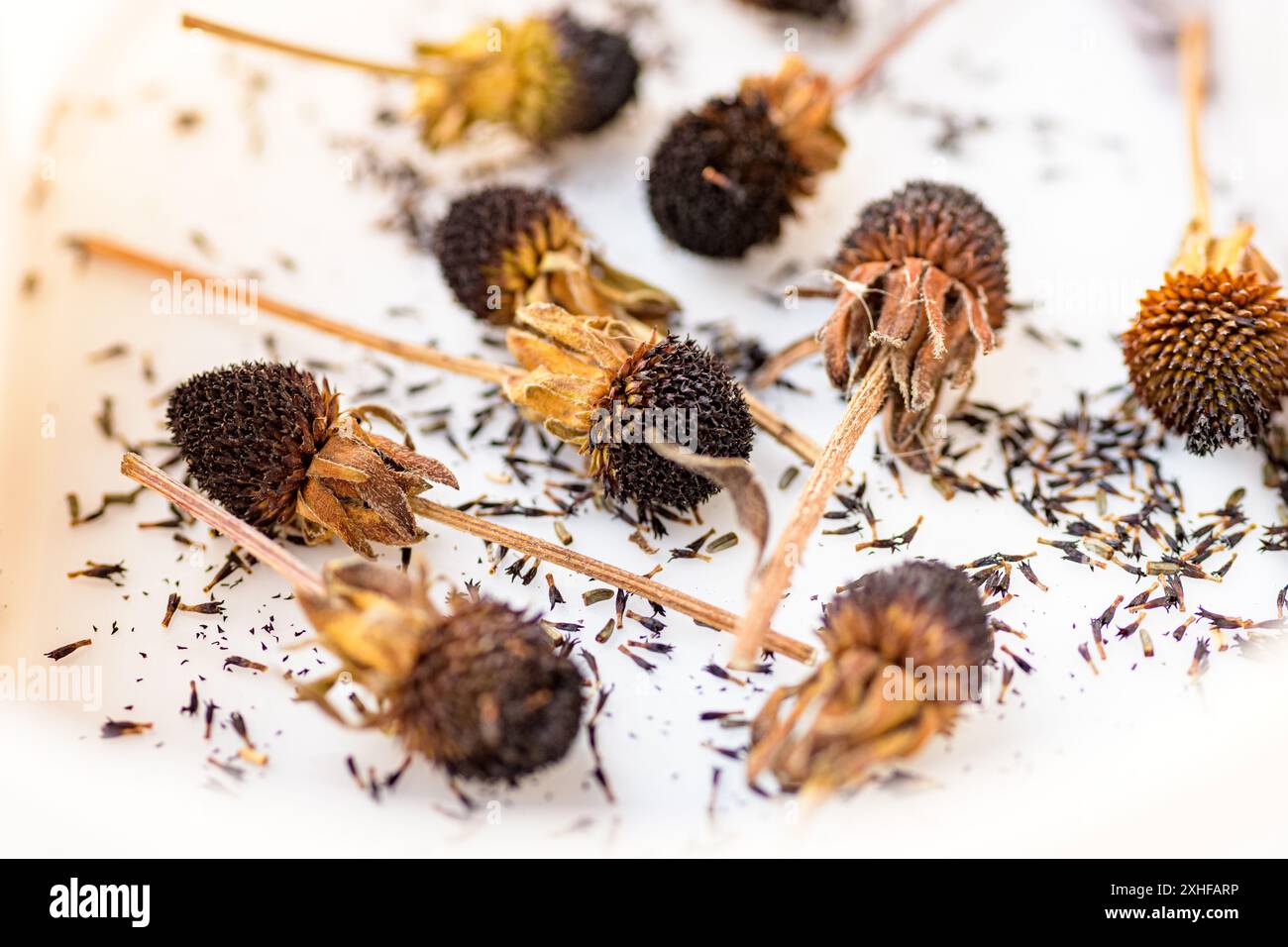 Dried rudbeckia flower heads. Collecting seeds for propagation ...