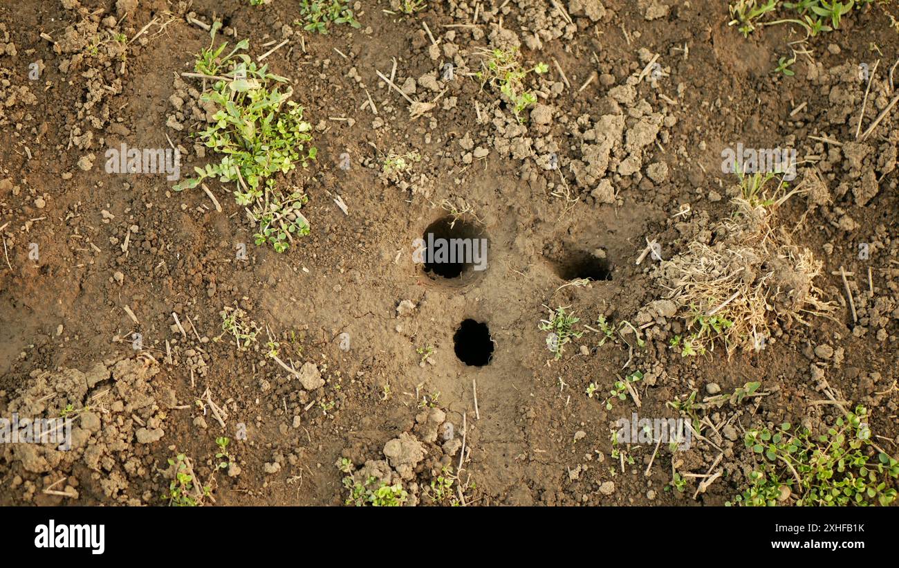 Burrow field vole common soil closeup Microtus arvalis disaster ...