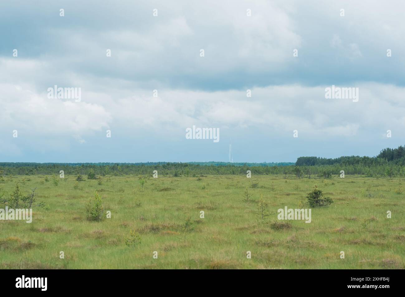 peat fen landscape with small birch trees and the city in the horizon ...