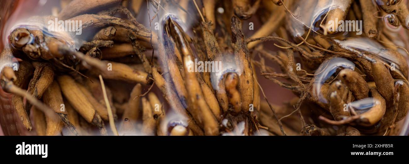 Ranunculus asiaticus or persian buttercup. Presoaking ranunculus corms ...