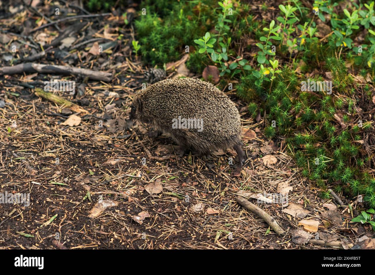 Little hedgehog in grass forest hi-res stock photography and images - Alamy