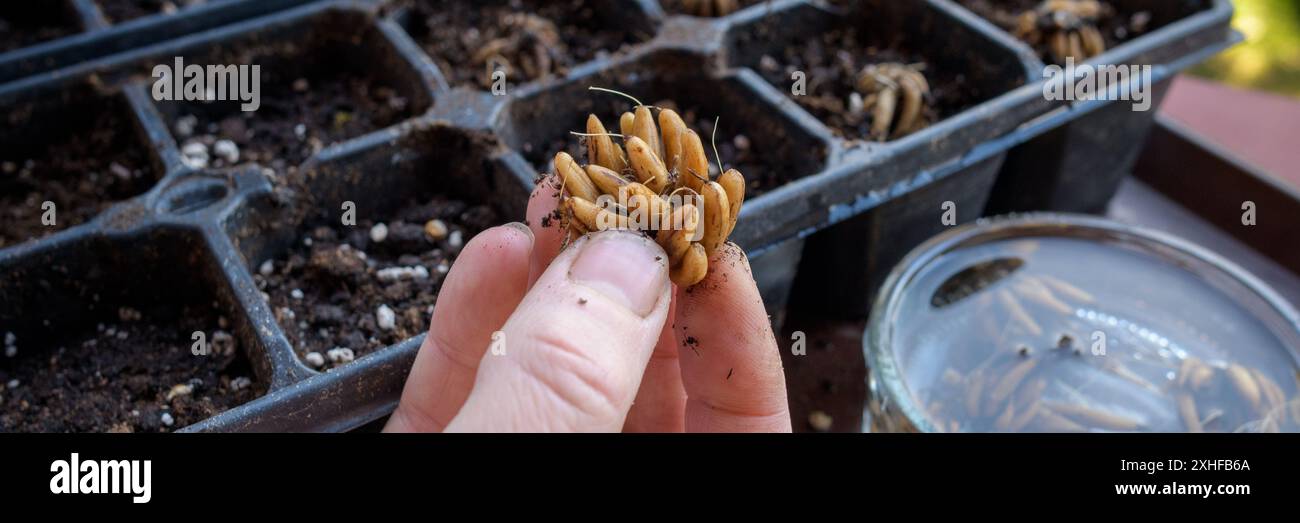 Ranunculus corm hi-res stock photography and images - Alamy