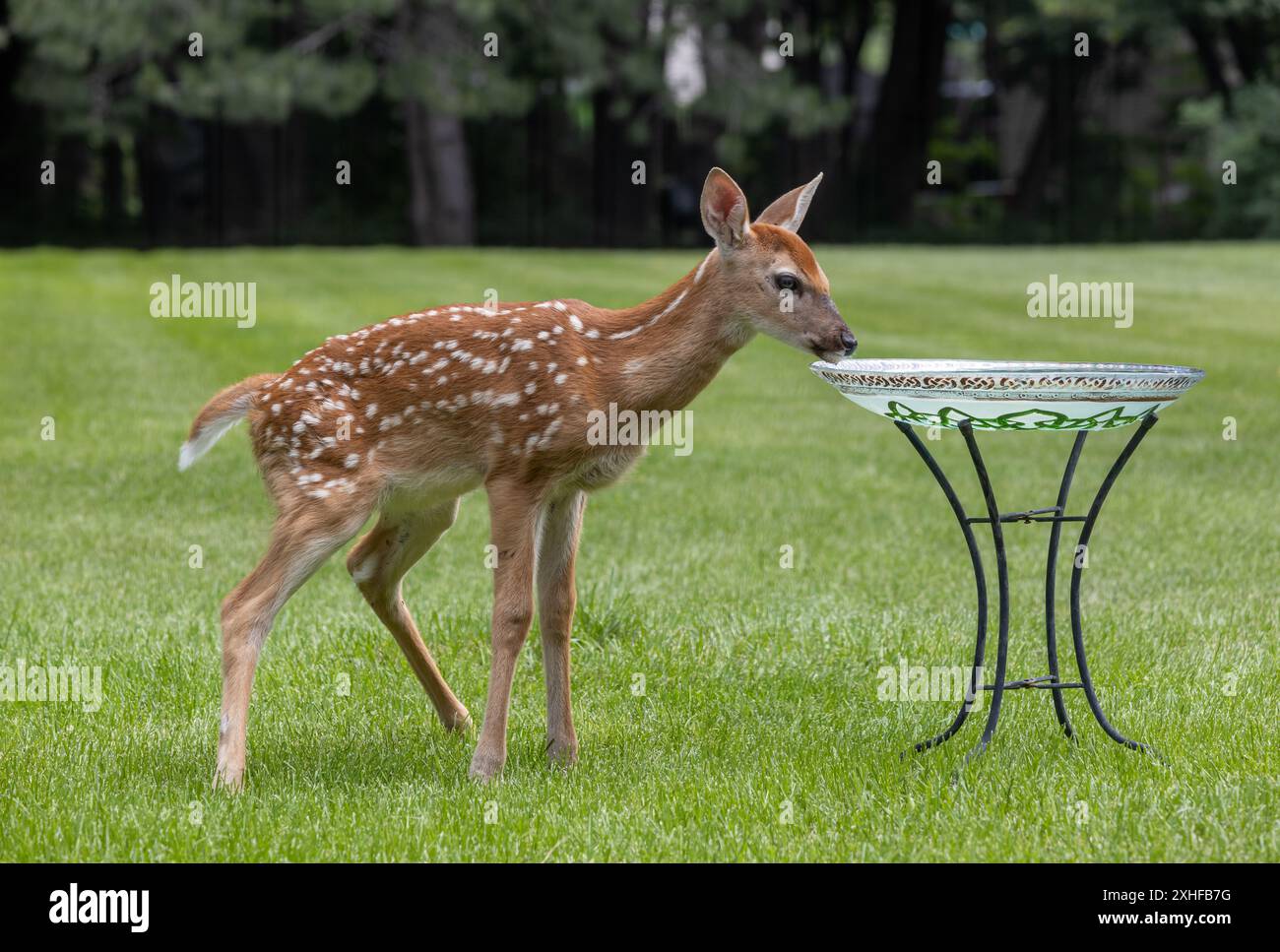 A young white-tailed deer fawn drinking water at a residential bird ...