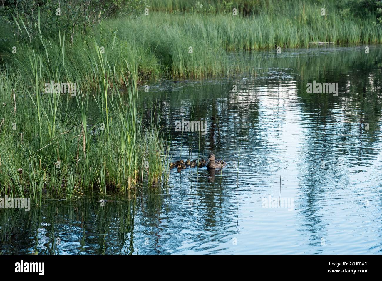 Duck and ducklings swimming in a small lake among reeds Stock Photo - Alamy