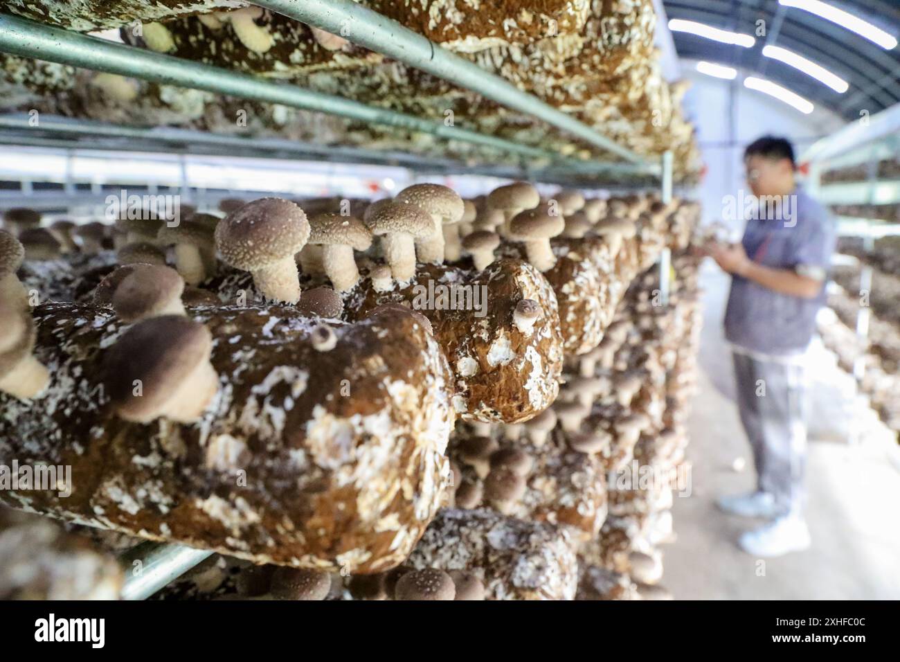 QINGDAO, CHINA - JULY 14, 2024 - A staff member of a mushroom ...