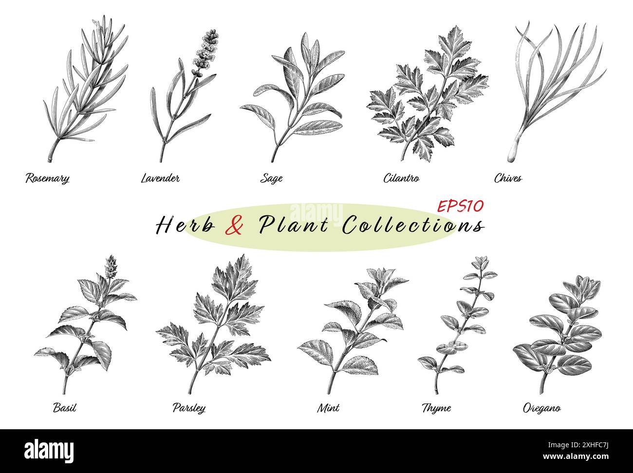 Antique engraving illustration of Herb & Plant Collections hand draw ...