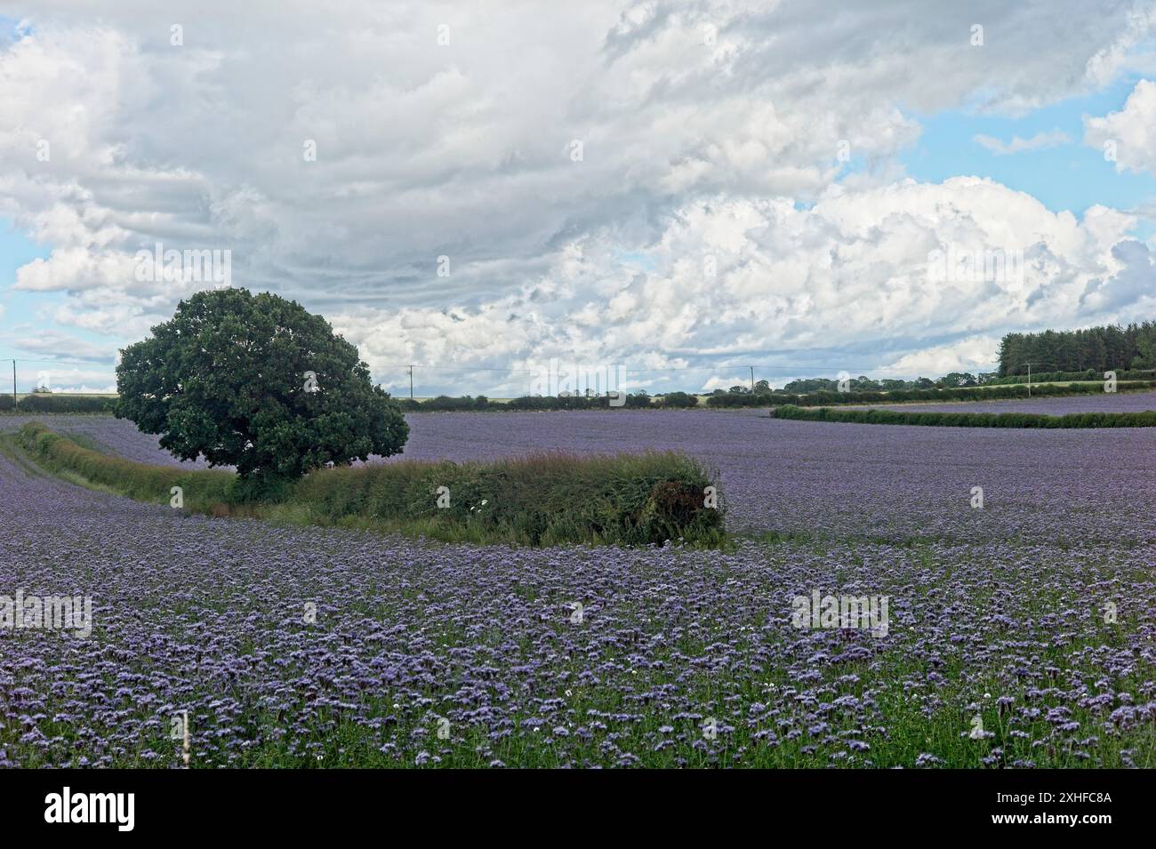 Phacelia (Phacelia tanacetifolia) is a fast-growing high biomass plant ...