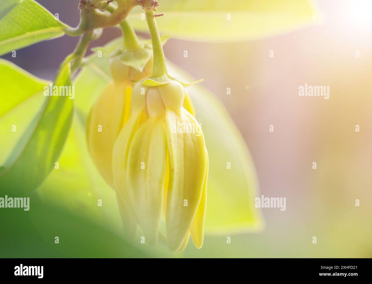Beautiful ylang ylang hi-res stock photography and images - Alamy