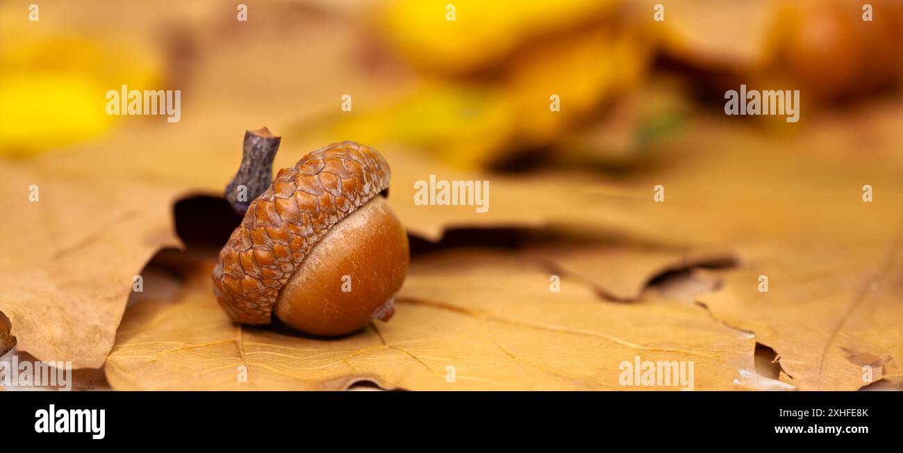 Acorn closeup as autumn/fall symbol - still life Stock Photo - Alamy