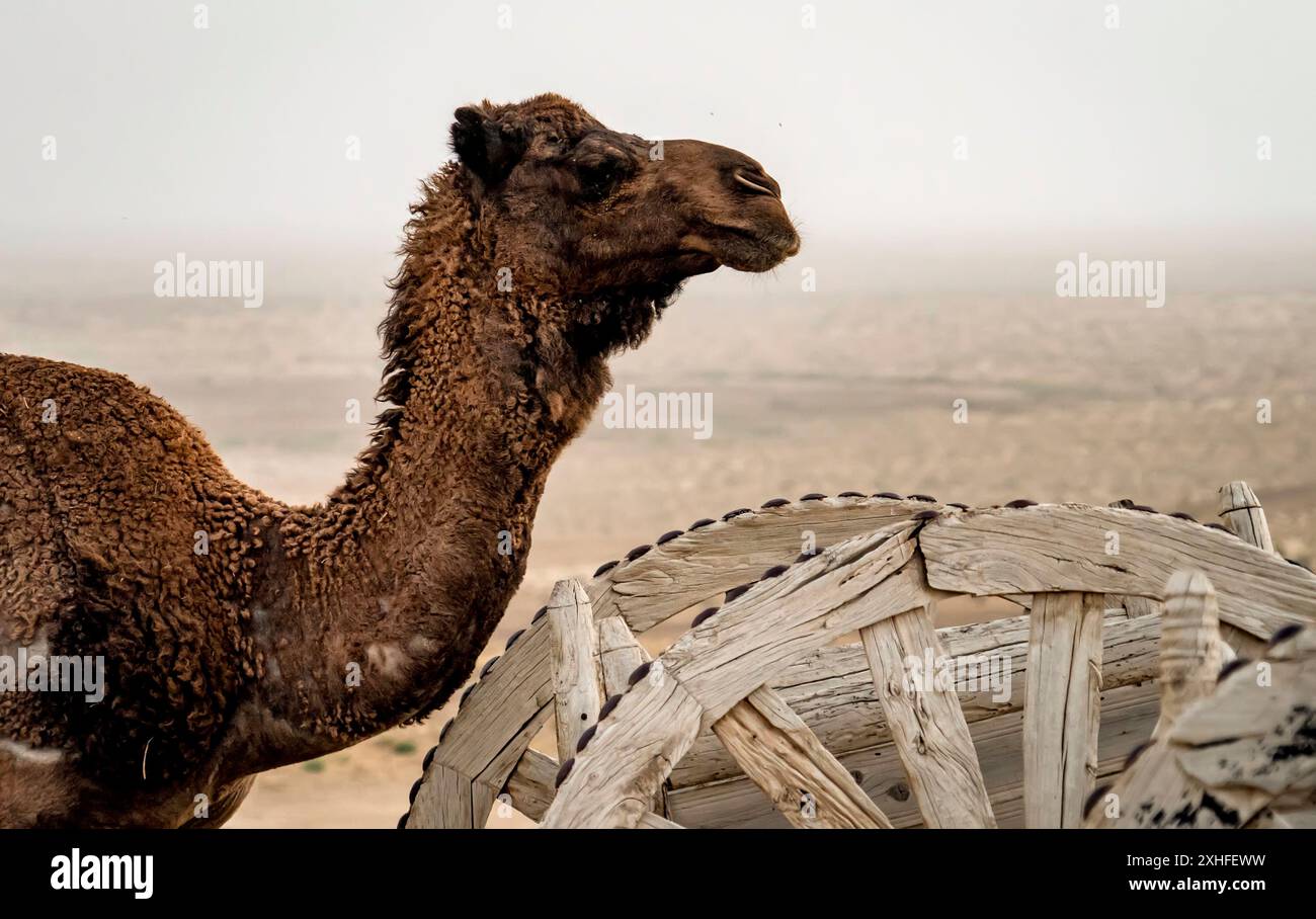 Camel scratch hi-res stock photography and images - Alamy