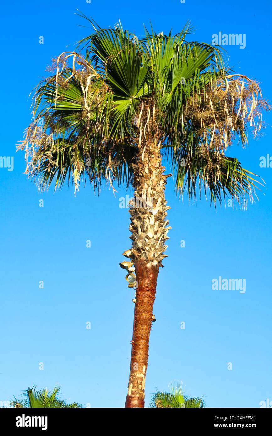 Palm tree with brown trunk, green fan leaves, some dry leaves, clear ...