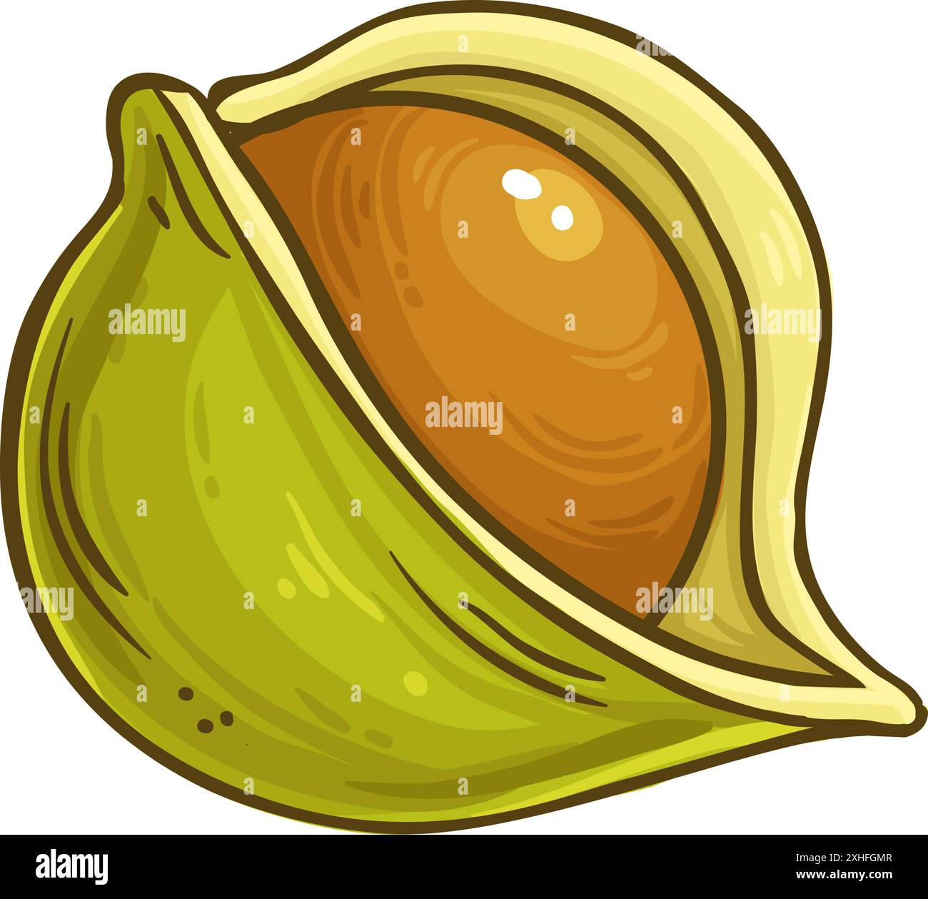 Macadamia Nuts Colored Detailed Illustration Stock Vector Image & Art ...
