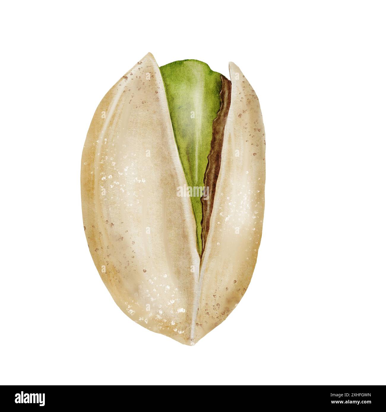 Pistachio watercolor. Hand drawn nut with shell isolated on white ...