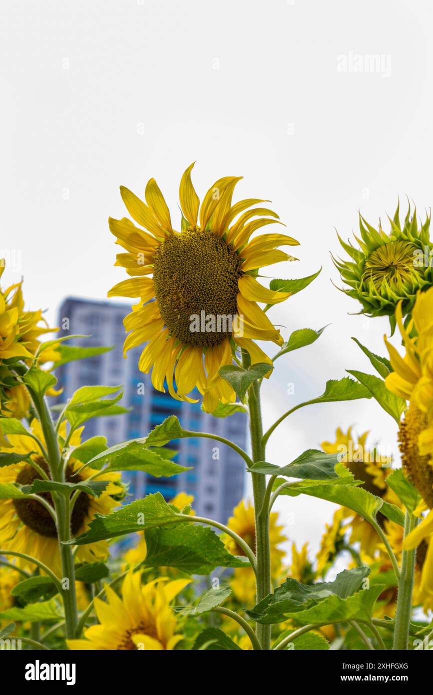 Sunflowers are blooming. In the distance Residential building Stock ...