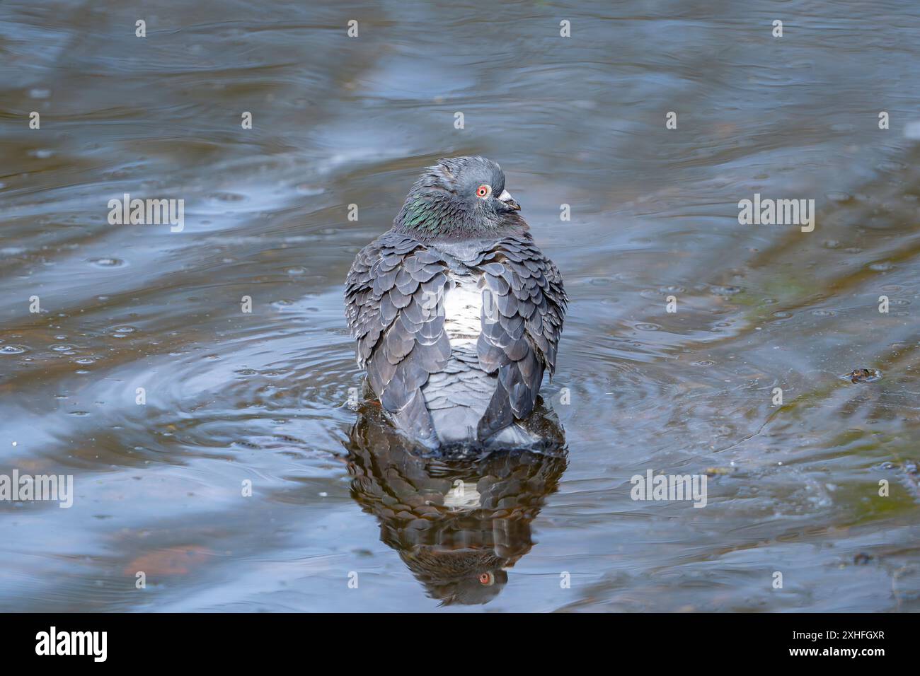 View of the back of a pigeon sitting in water with it's head turned to ...