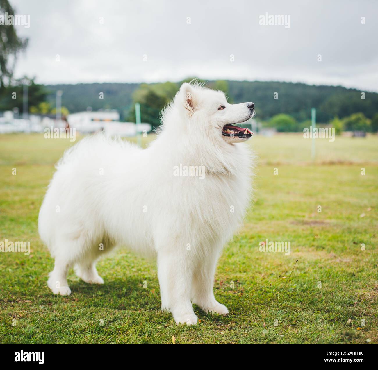 Samoyed hi-res stock photography and images - Alamy