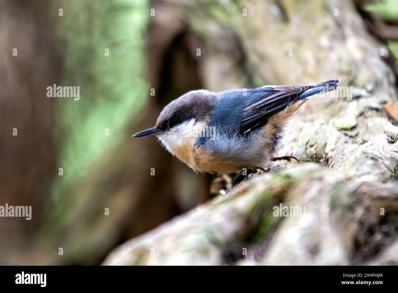 The Pygmy Nuthatch, with its compact size and bluish-gray plumage, was ...