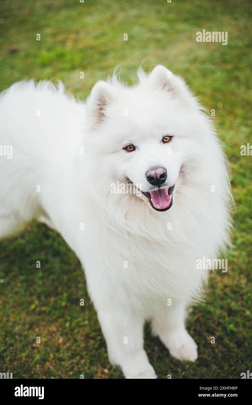 Portrait samoyed dog looking hi-res stock photography and images - Alamy