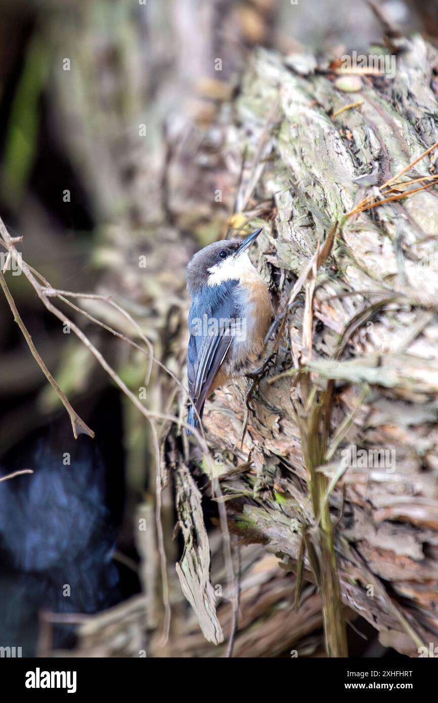 The Pygmy Nuthatch, with its compact size and bluish-gray plumage, was ...