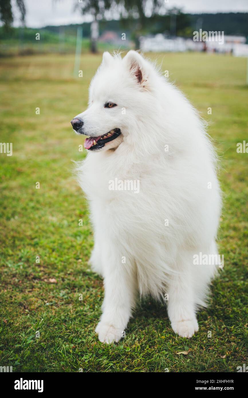 Samoyed sitting hi-res stock photography and images - Alamy